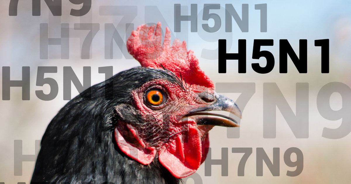 10 Symptoms of Bird Flu - Facty Health