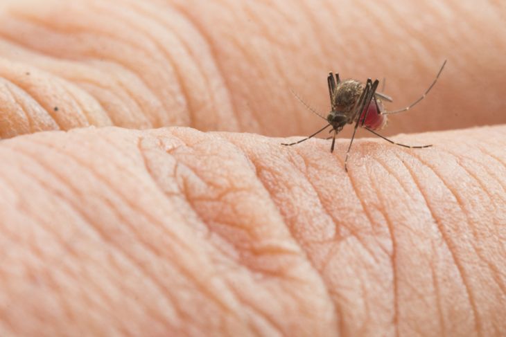 10 Symptoms of Yellow Fever - Facty Health
