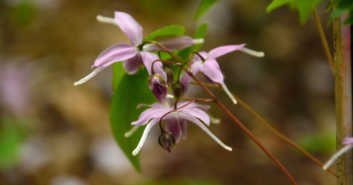 10 Surprising Benefits of Epimedium - Facty Health