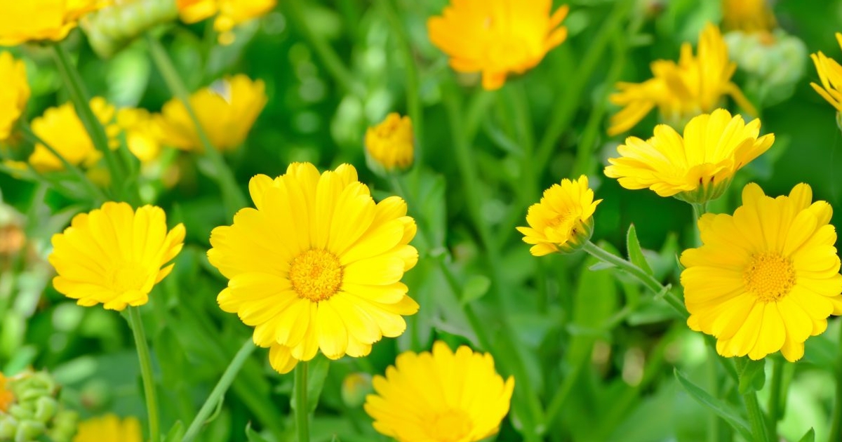 The Powerful Health Benefits of Calendula - Facty Health