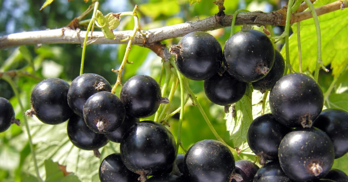 Discover the Health Benefits of Blackcurrants - Facty Health