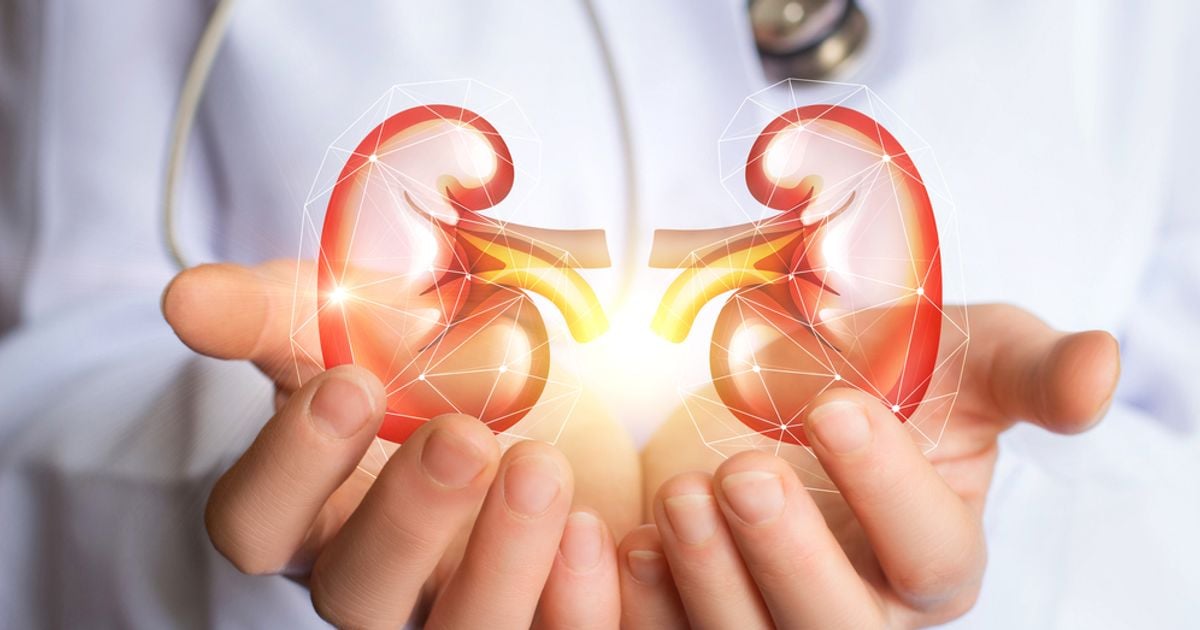 26 Dietary Choices for Optimal Kidney Health - Facty Health