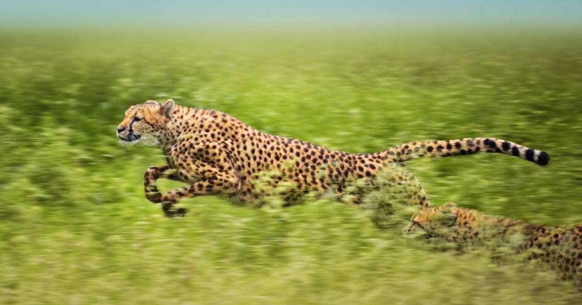 What Are The Fastest Animals In The World? - Facty