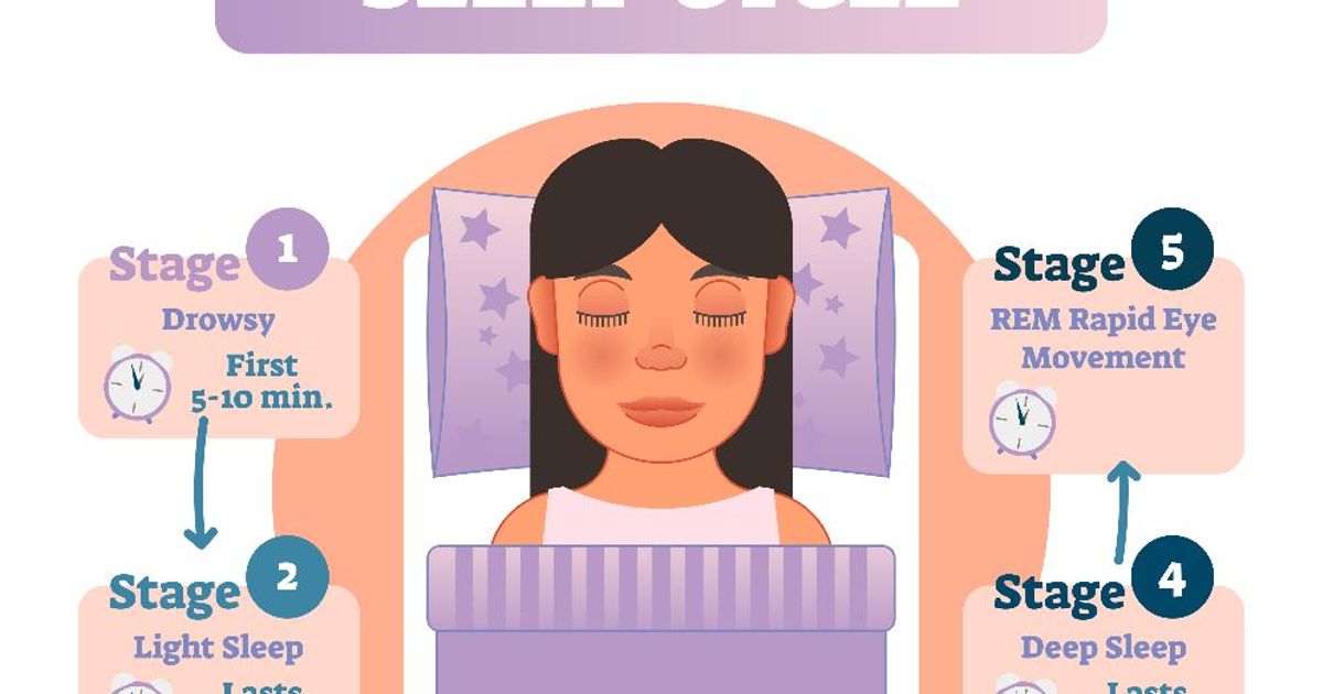 What is the Sleep Cycle? - Facty Health