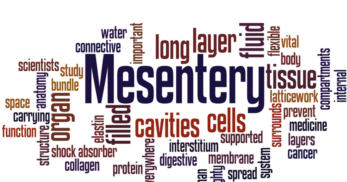 What Is the Mesentery? - Facty Health