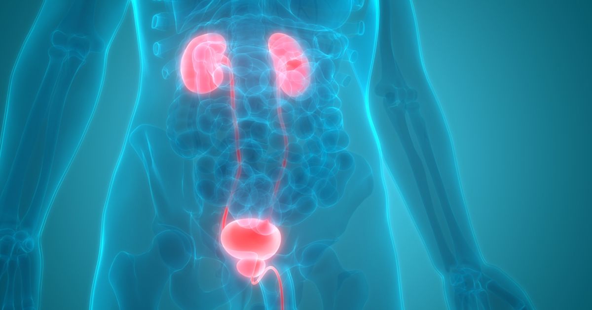 The Purpose of the Urethra - Facty Health