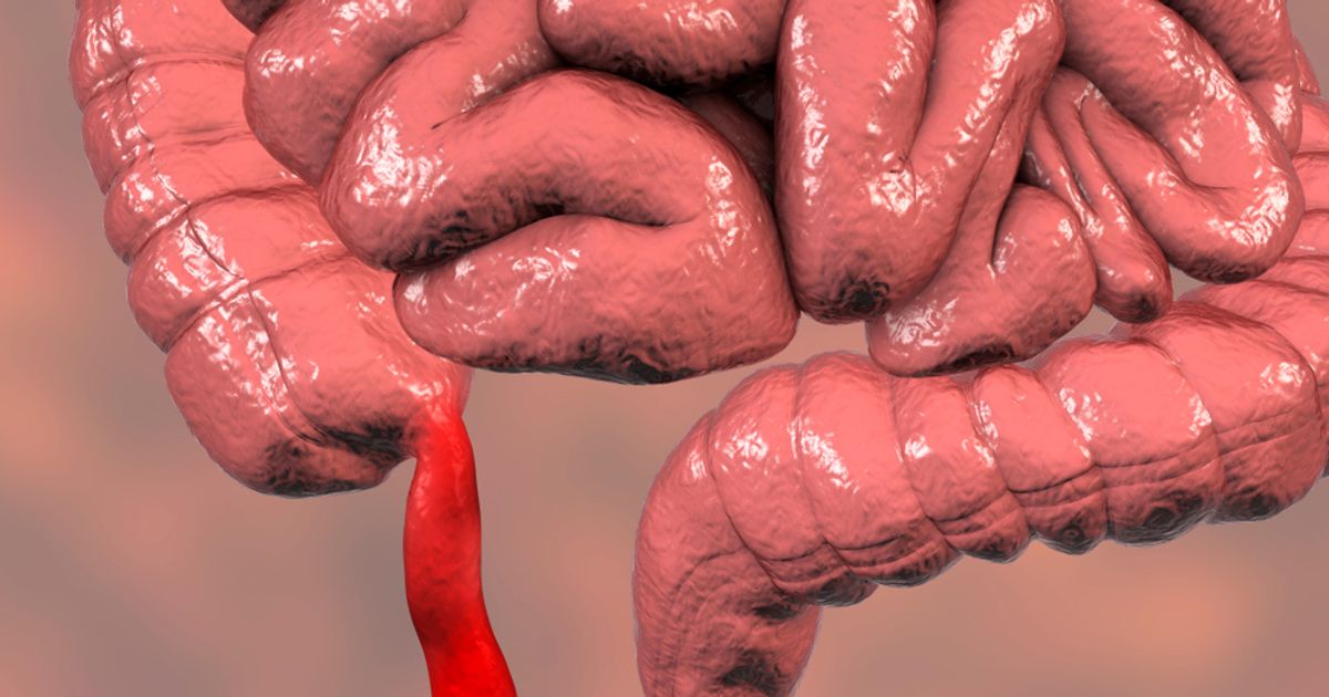 What is the Appendix? - Facty Health