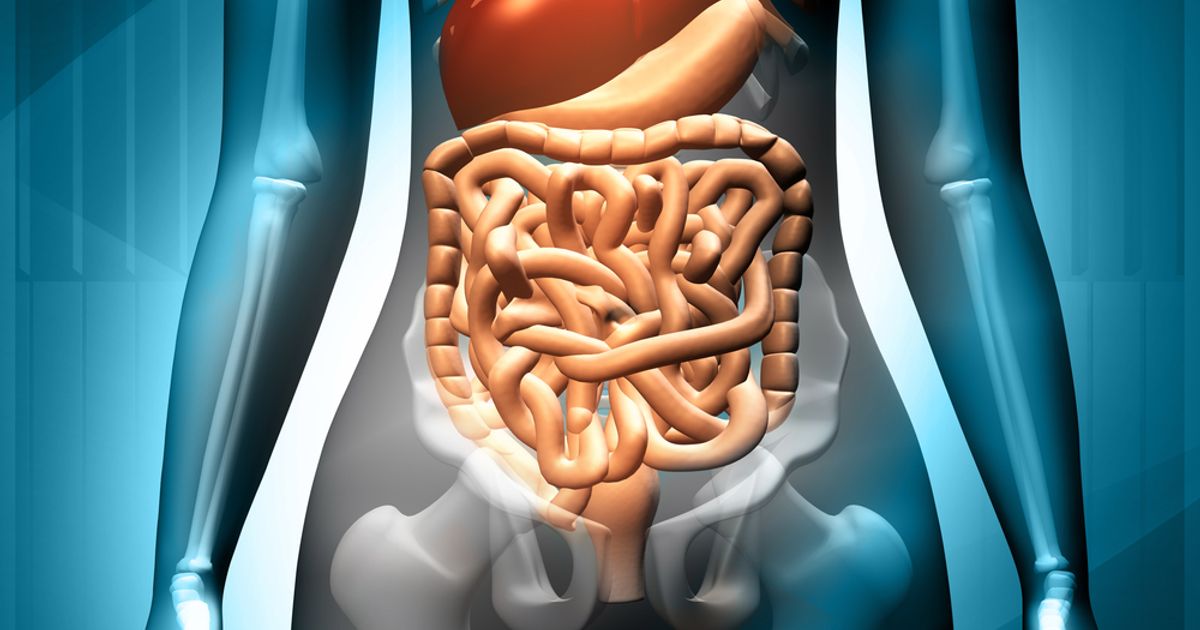 What Does the Excretory System Do? - Facty Health