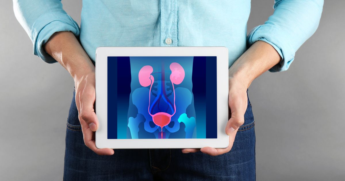 10 Facts About the Urinary System - Facty Health