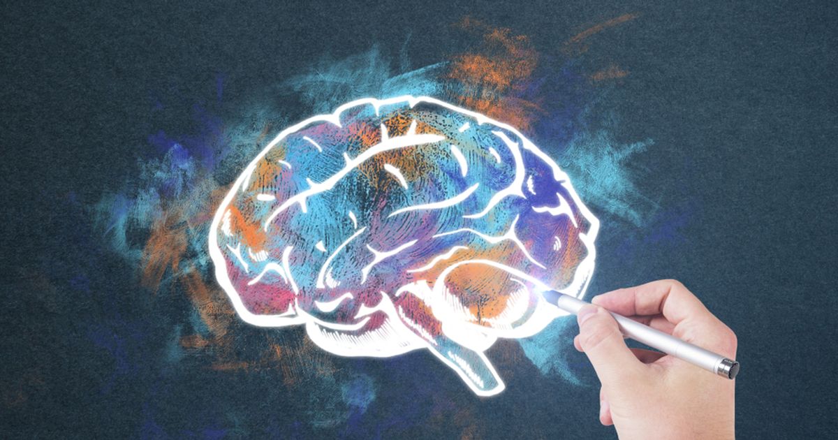 What Is the Cerebellum? - Facty Health