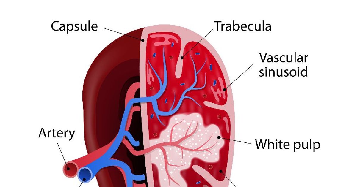 What is the Spleen? - Facty Health
