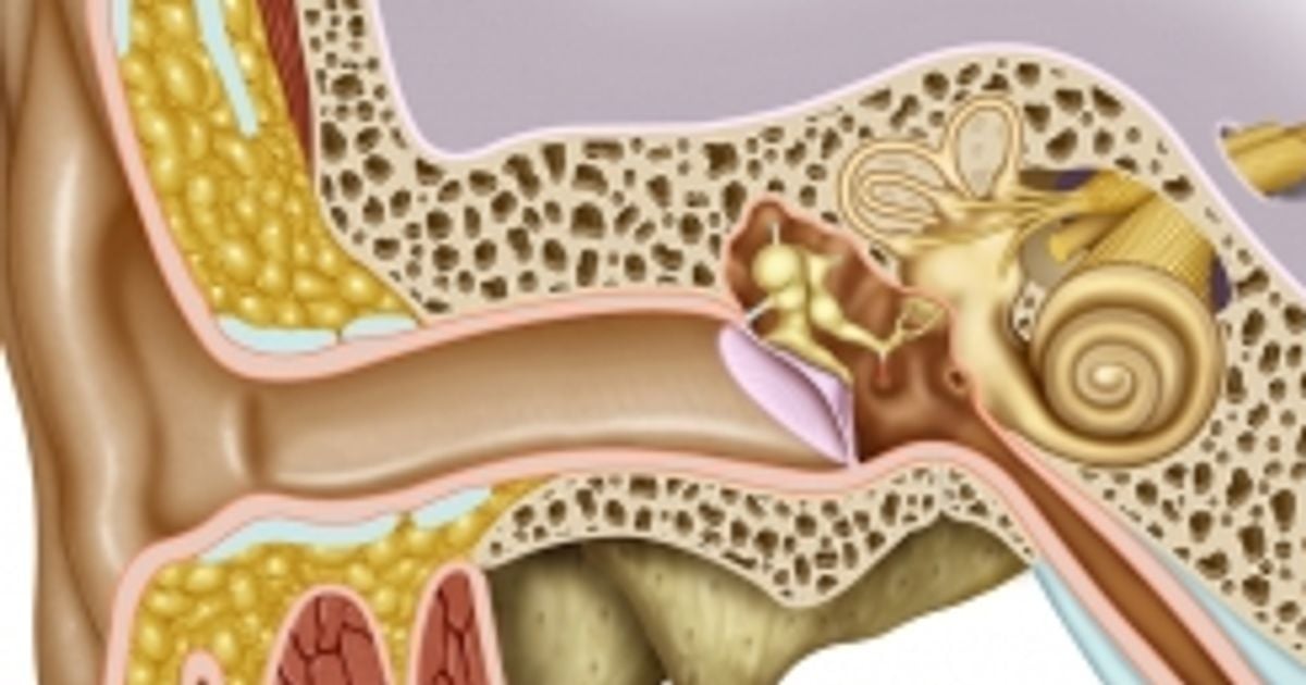 The Bones of the Ear - Facty Health