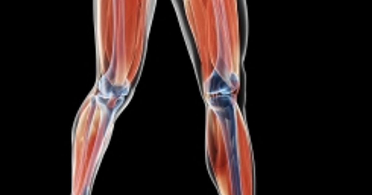 The Muscles of the Leg - Facty Health