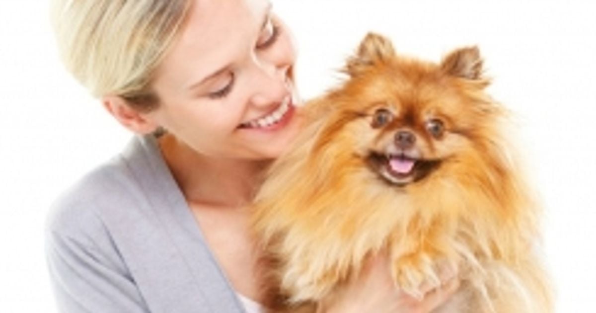 What's Good and Bad About German Pomeranians? - Facty