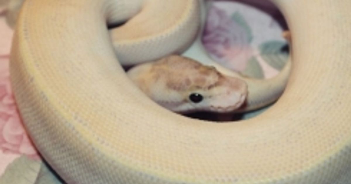 What do you Know About Ball Pythons? - Facty