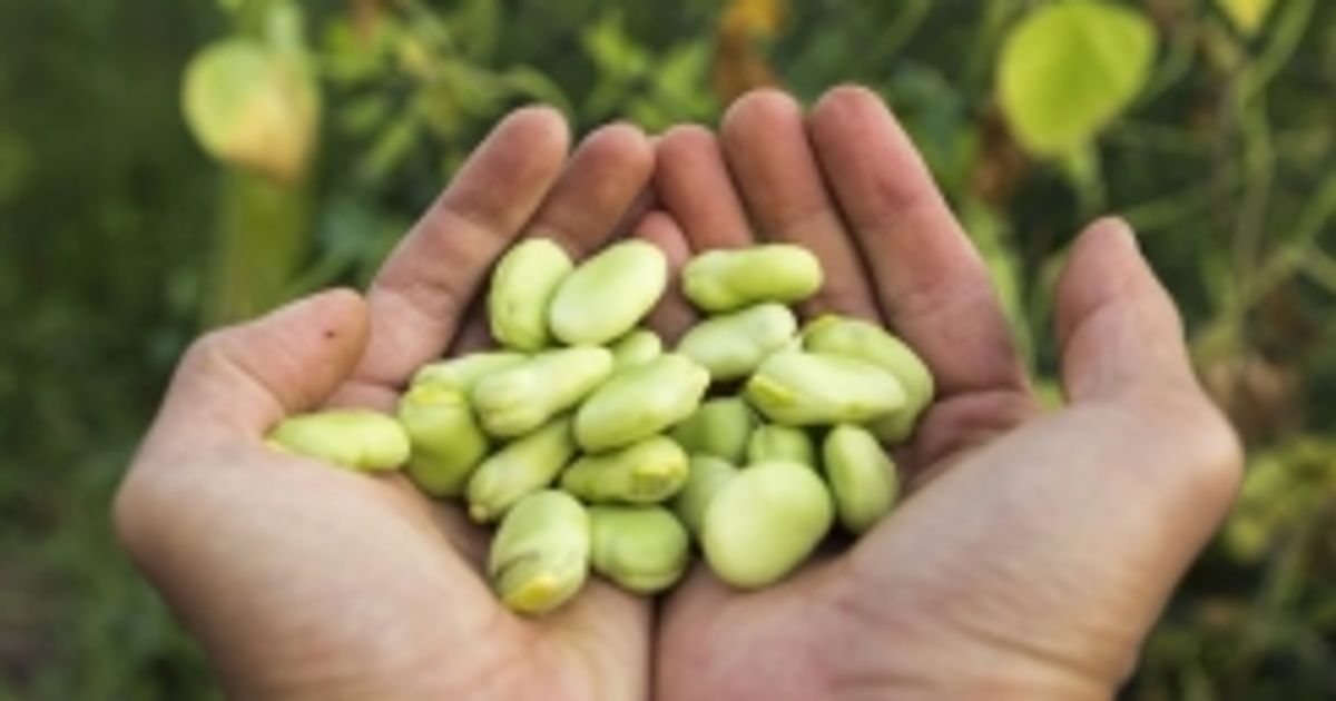 The Limelight on Lima Beans - Facty Health