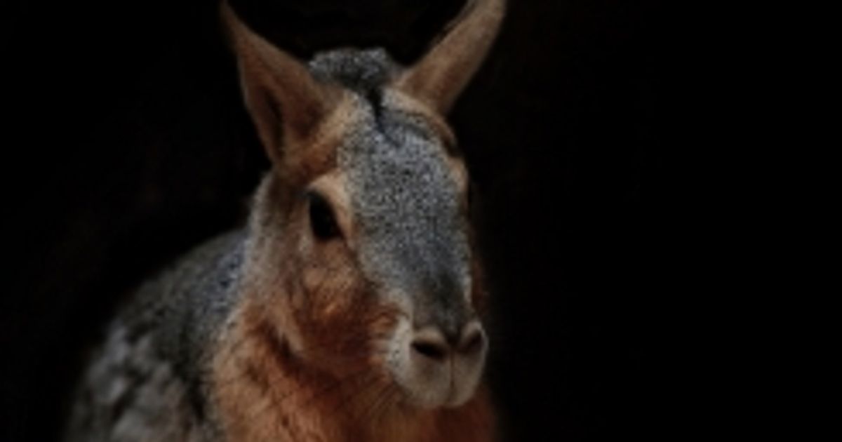 What is a Chupacabra? - Facty