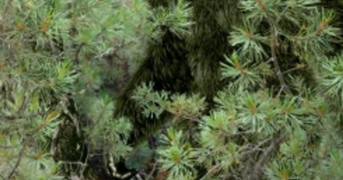What Are the Best Known Cryptids From Around the World? - Facty