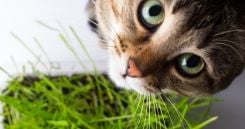 Why Do Cats Eat Grass? - Facty