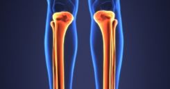 All About the Fibula - Facty Health