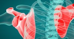 The Scapula and its Muscles - Facty Health