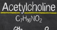 All About Acetylcholine - Facty Health