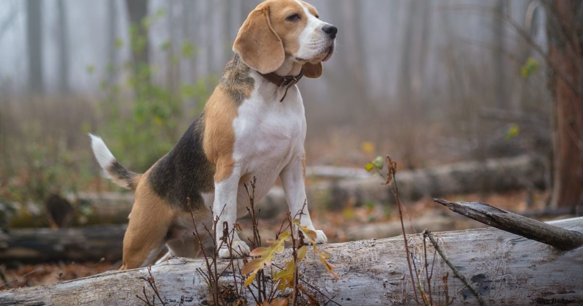 Check Out These Exciting Hound Dog Breeds - Facty