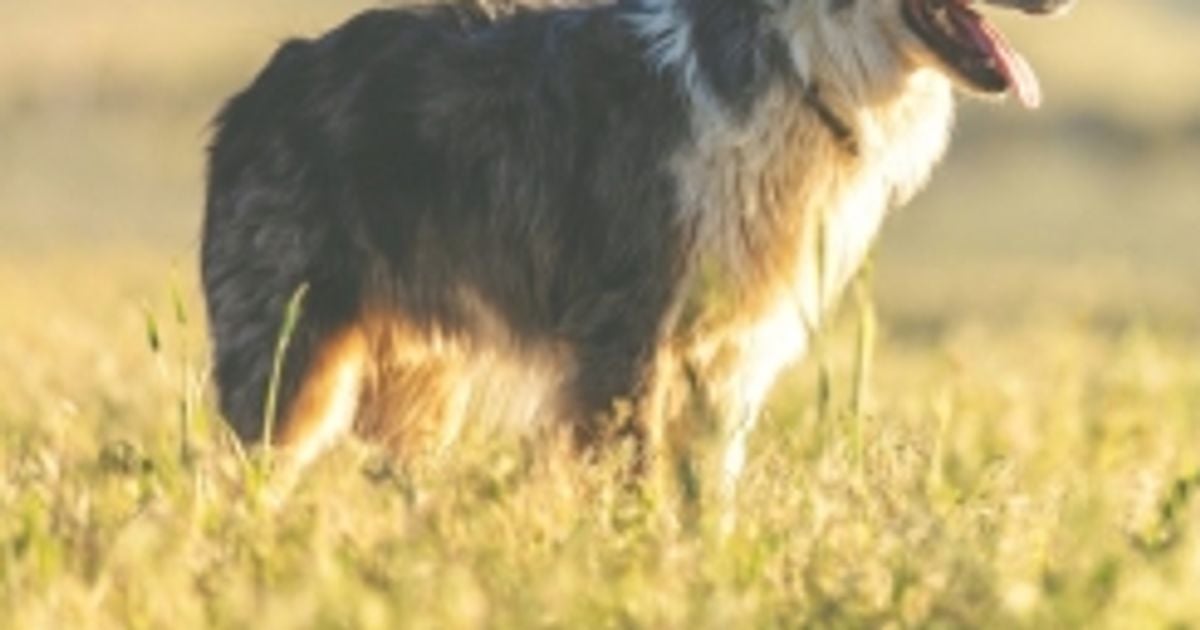 How Do Animals Sweat? - Facty