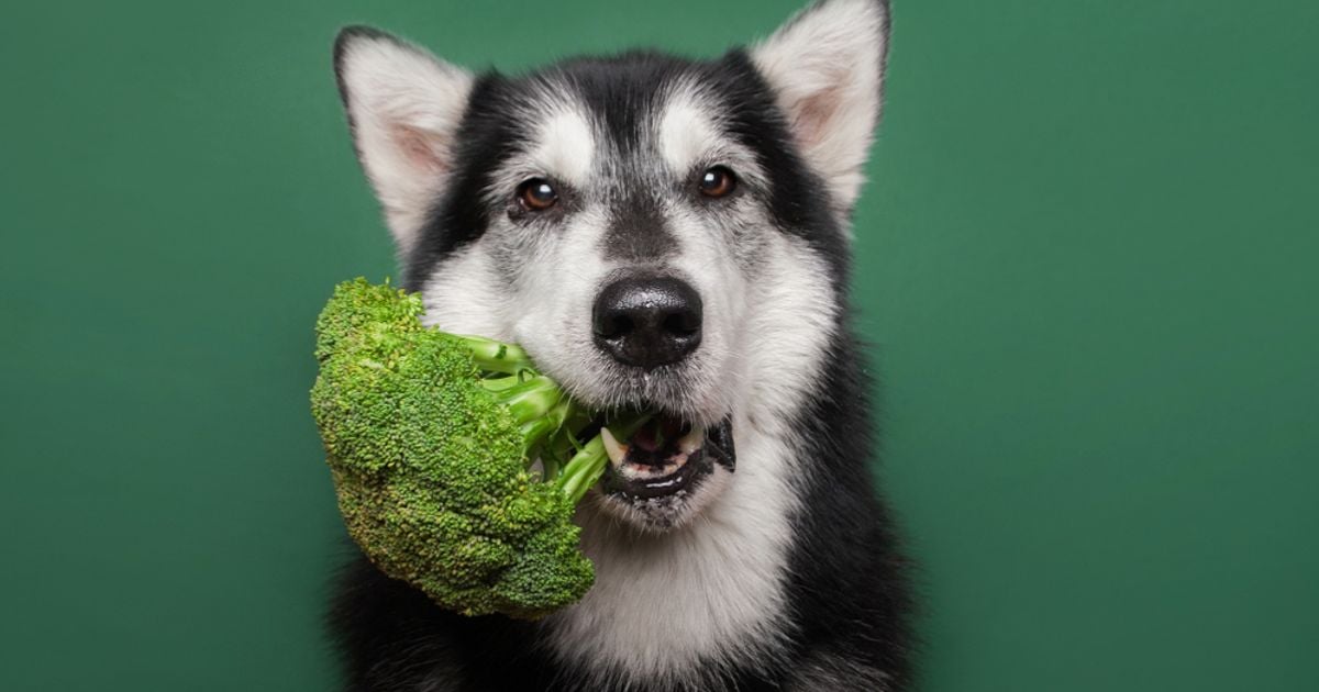 Can Dogs Eat Broccoli? - Facty