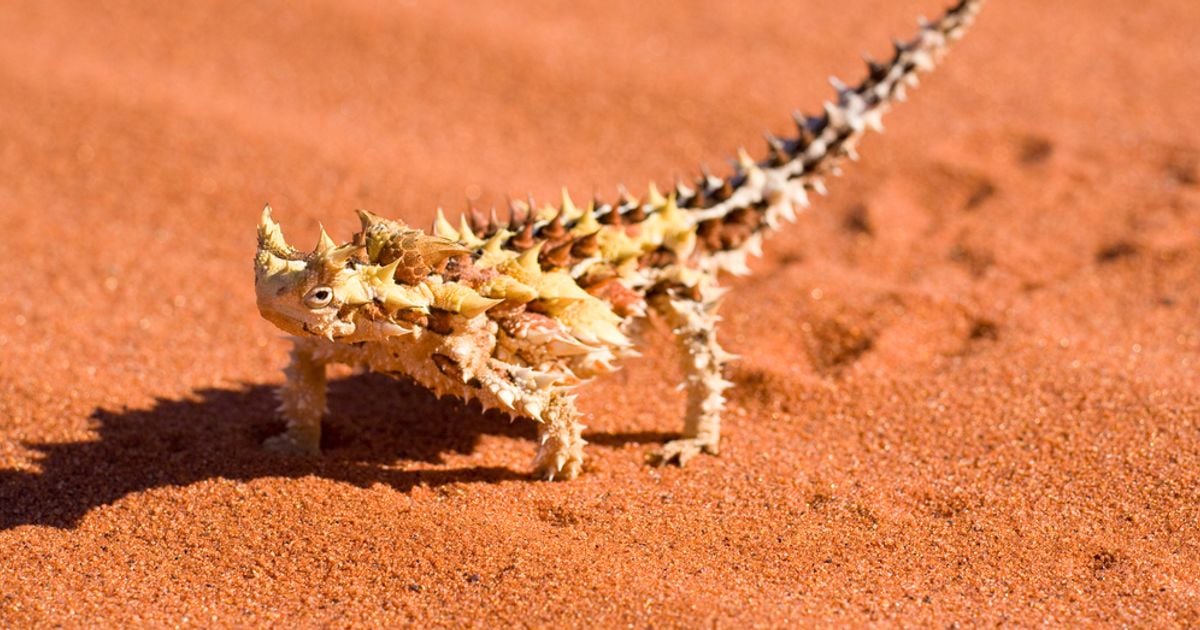 These Are Some of the Strangest Creatures on Earth - Facty