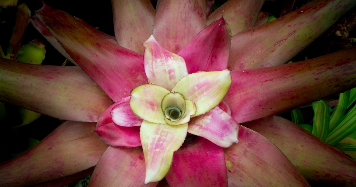 Different Types of Bromeliads and How to Care for Them - Facty