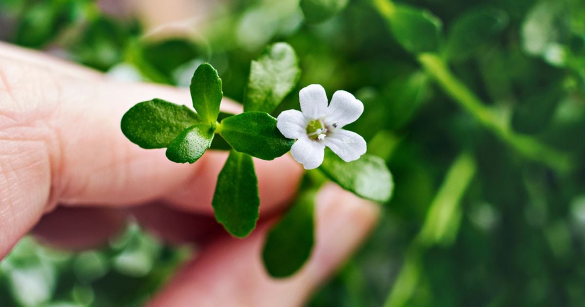 Medical Benefits of Bacopa, an Ancient Ayurvedic Herb - Facty Health