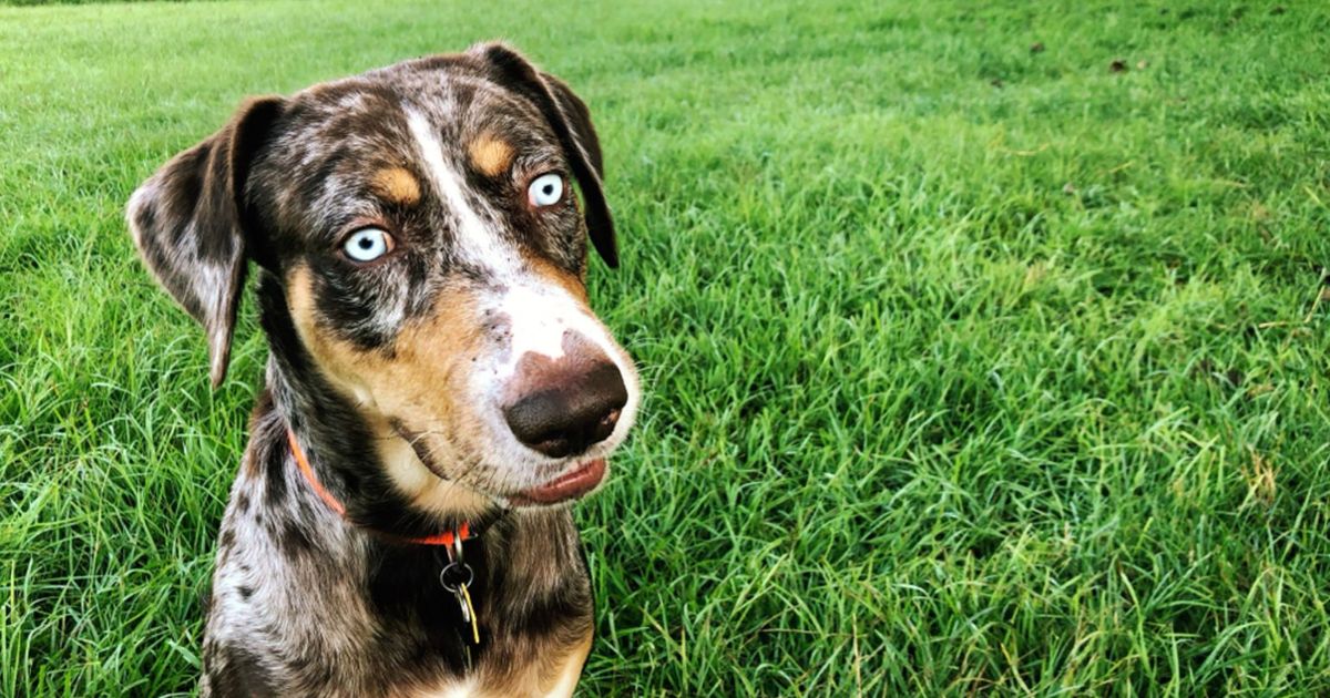 Everything You Wanted to Know About the Catahoula - Facty