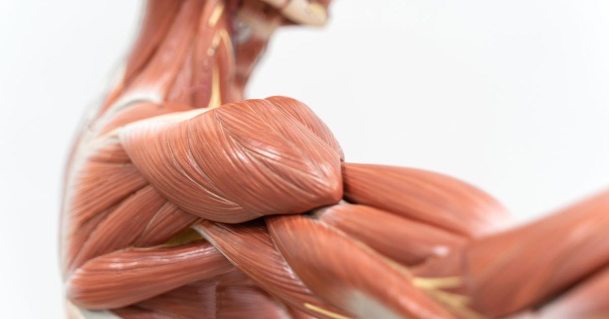 Anatomical Terminology Basics - Facty Health