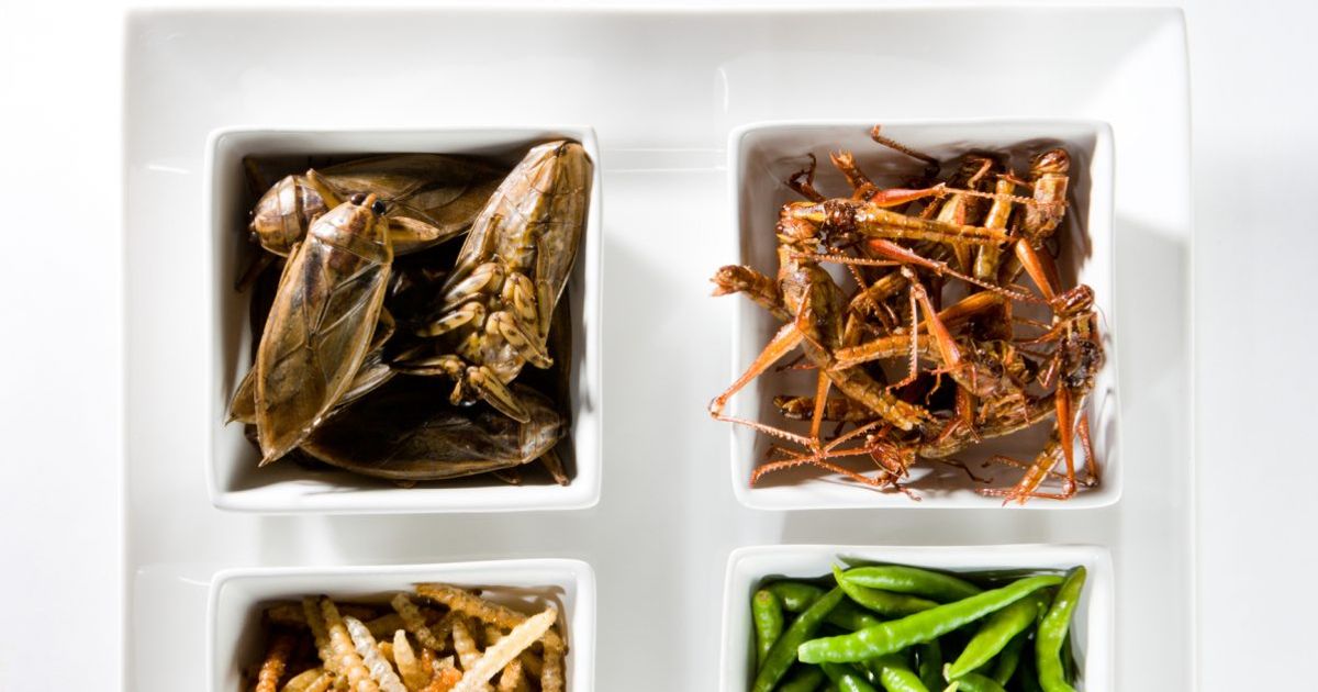 Edible Insects Belong on Your Plate - Facty Health