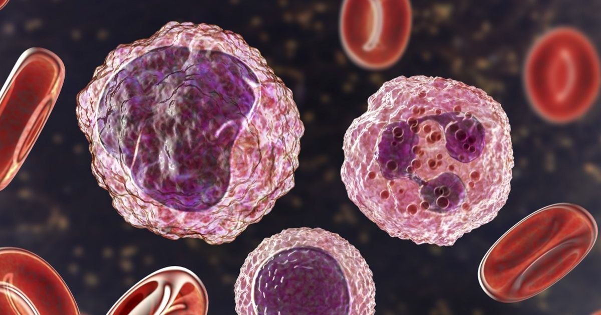 The Role of Monocytes in the Immune Response - Facty Health