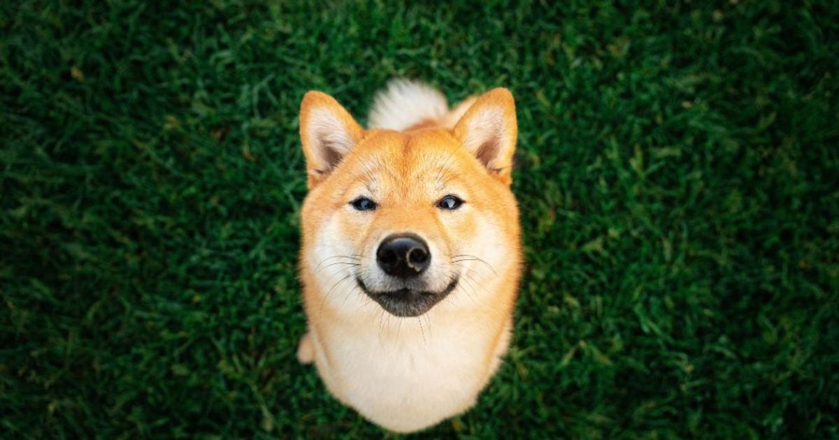 The Shiba Inu: Big Attitude in a Small Package - Facty