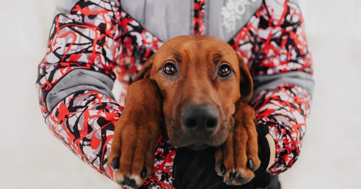 Rhodesian Ridgeback: A Perfect Choice for a Canine Companion - Facty