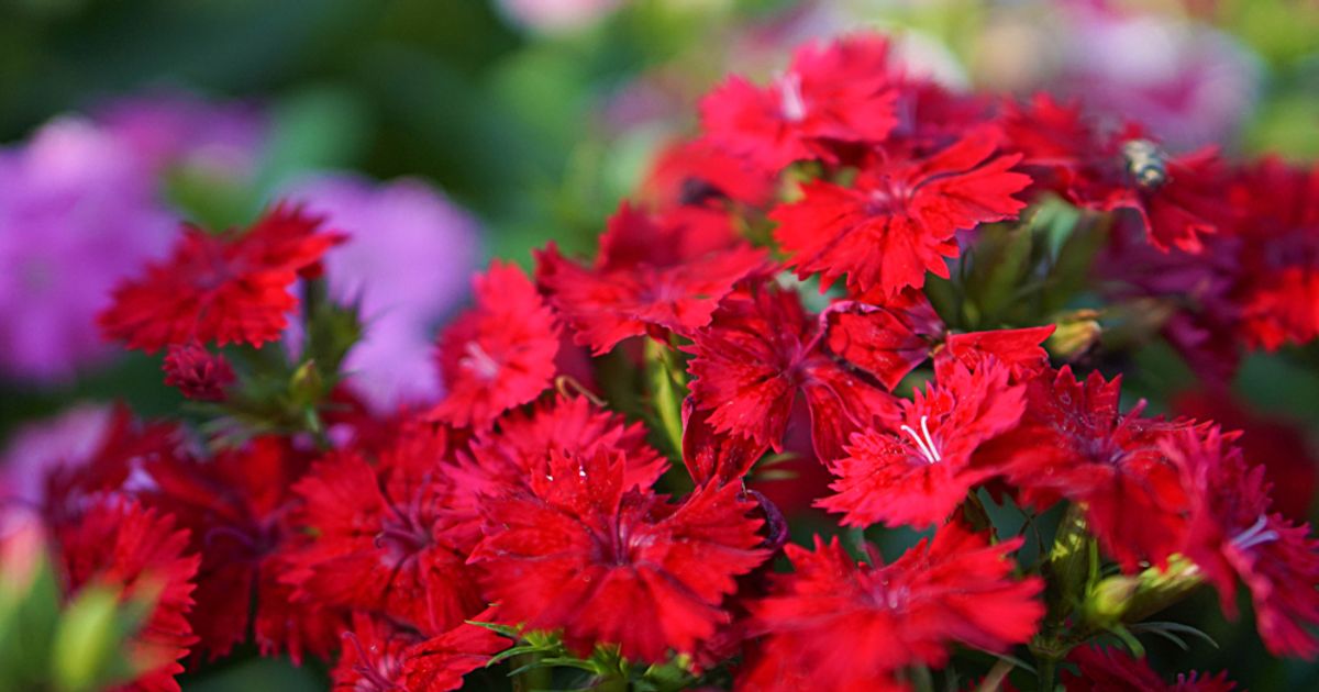 Red Flowers for Every Season - Facty