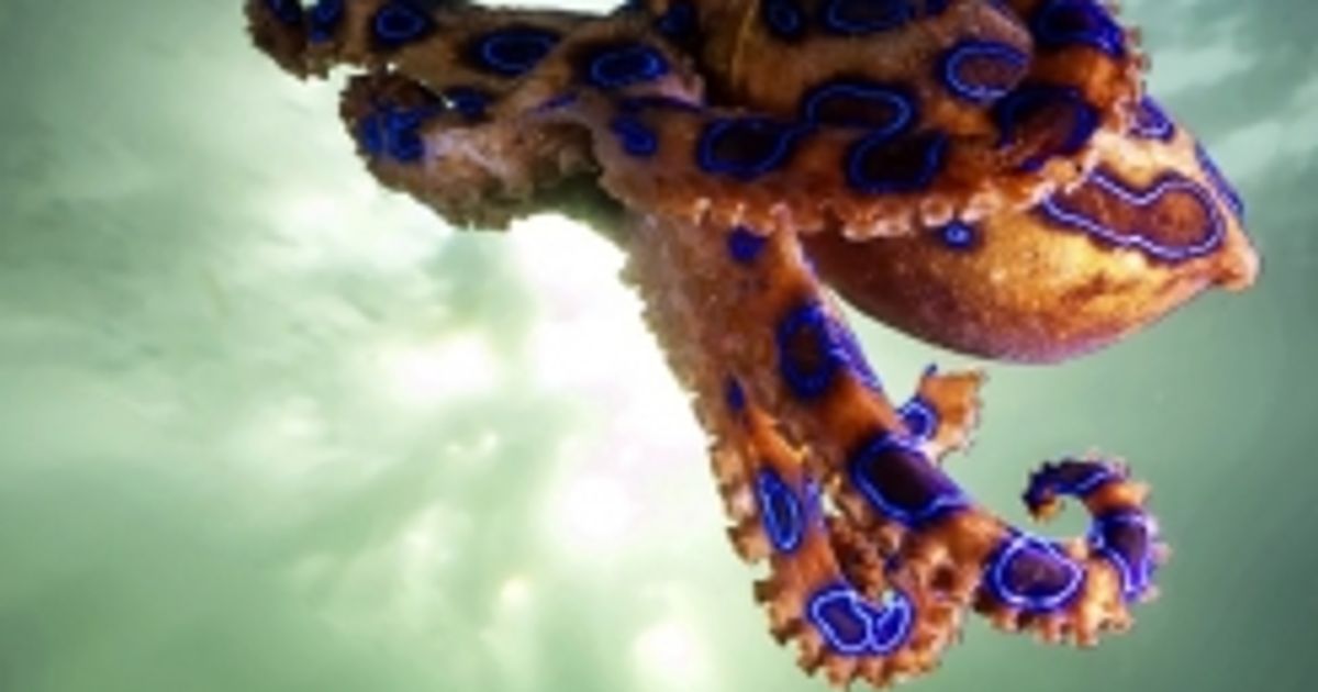 The Most Venomous Animals on Earth - Facty