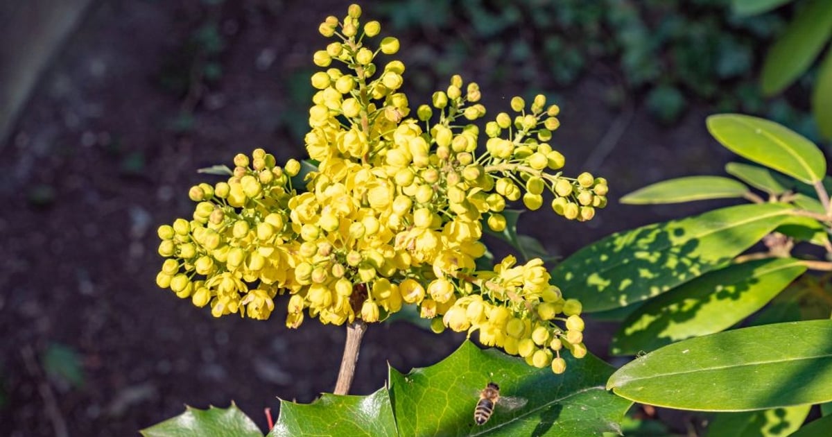 Potential Benefits and Side Effects of Berberine - Facty Health