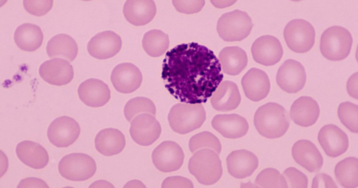 Basophils and the Immune System - Facty Health