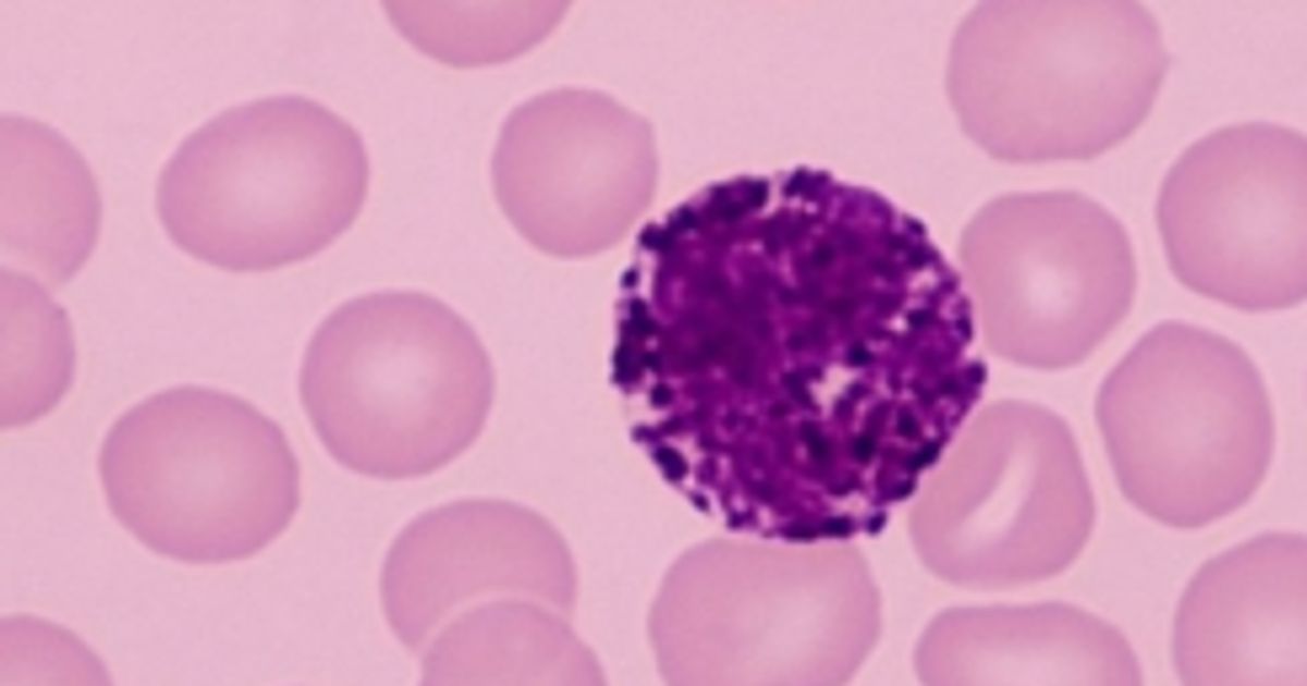 Basophils and the Immune System - Facty Health