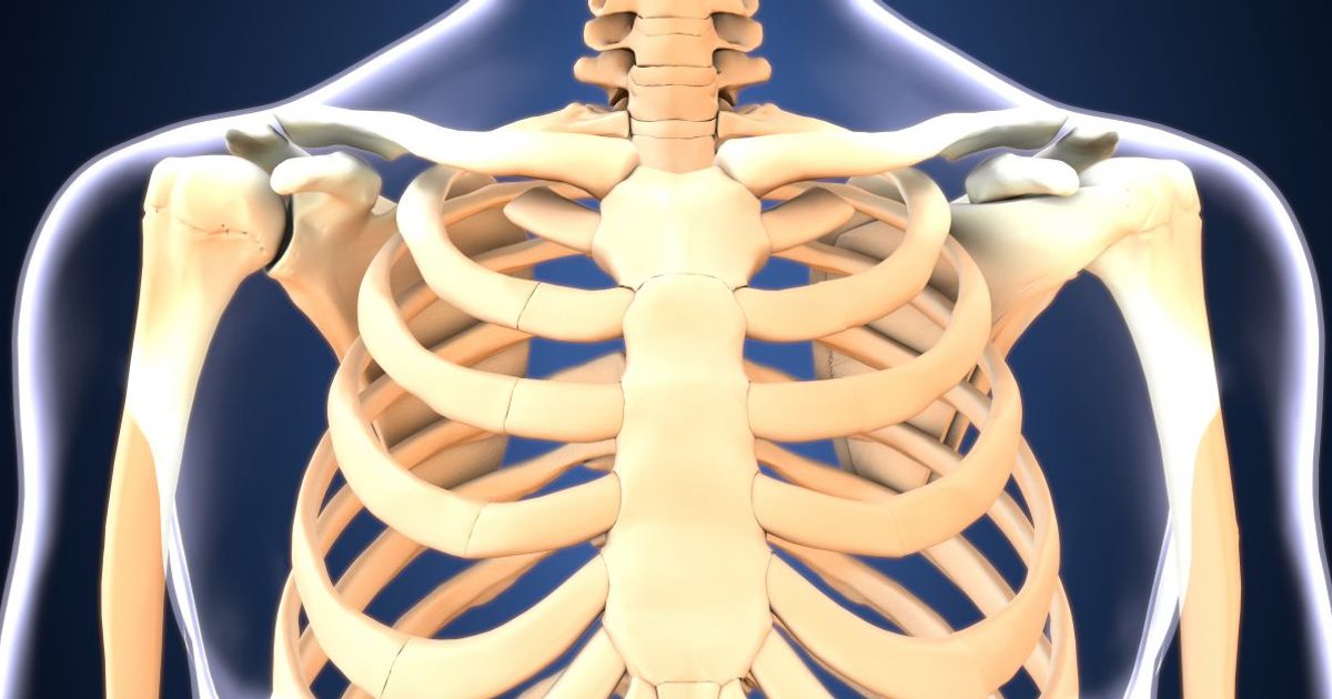 Anatomy of the Sternum - Facty Health