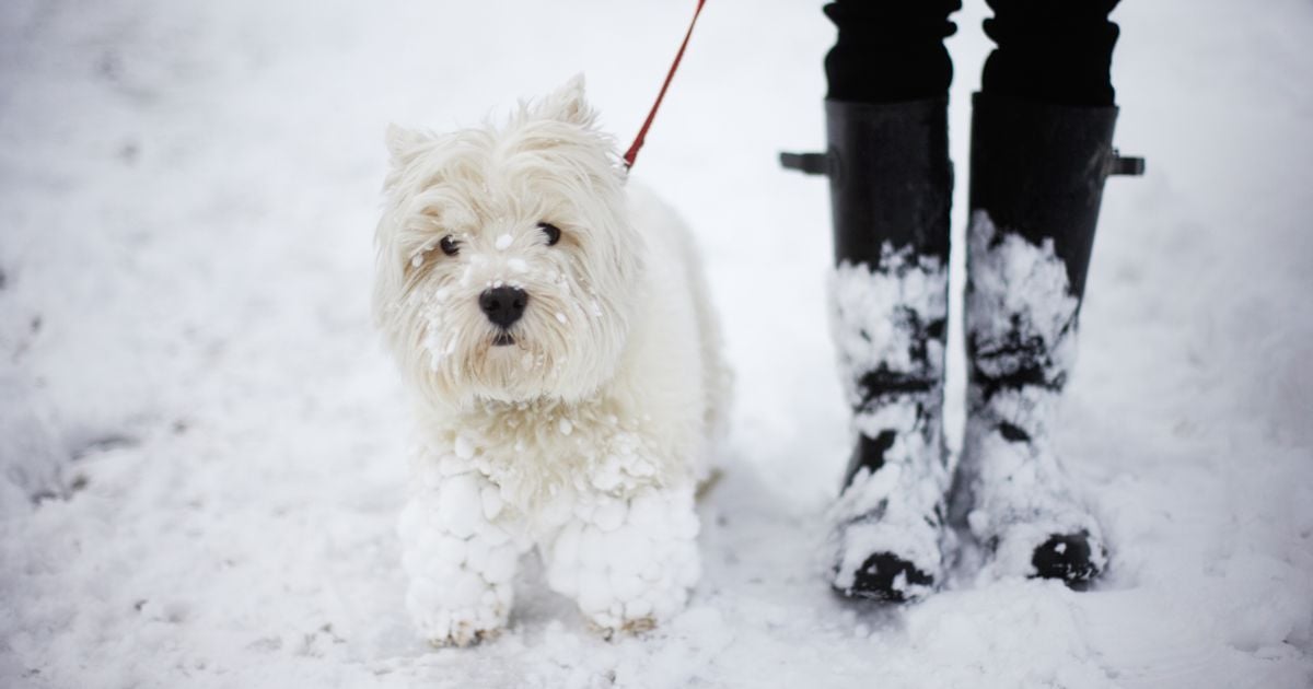 Keeping Your Dog Safe and Healthy During the Winter - Facty