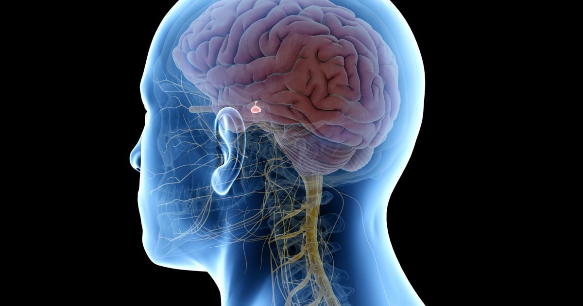 Effects and Dangers of Pituitary Gland Conditions - Facty Health