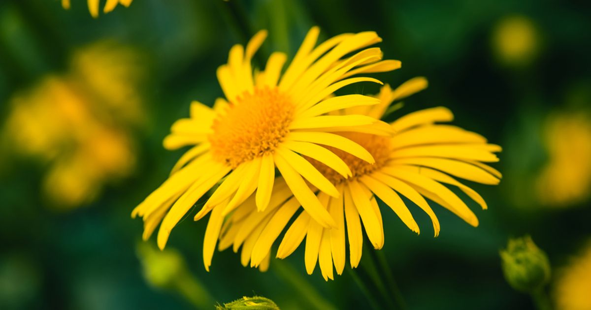 The Potential but Unproven Benefits of the Arnica Plant - Facty Health