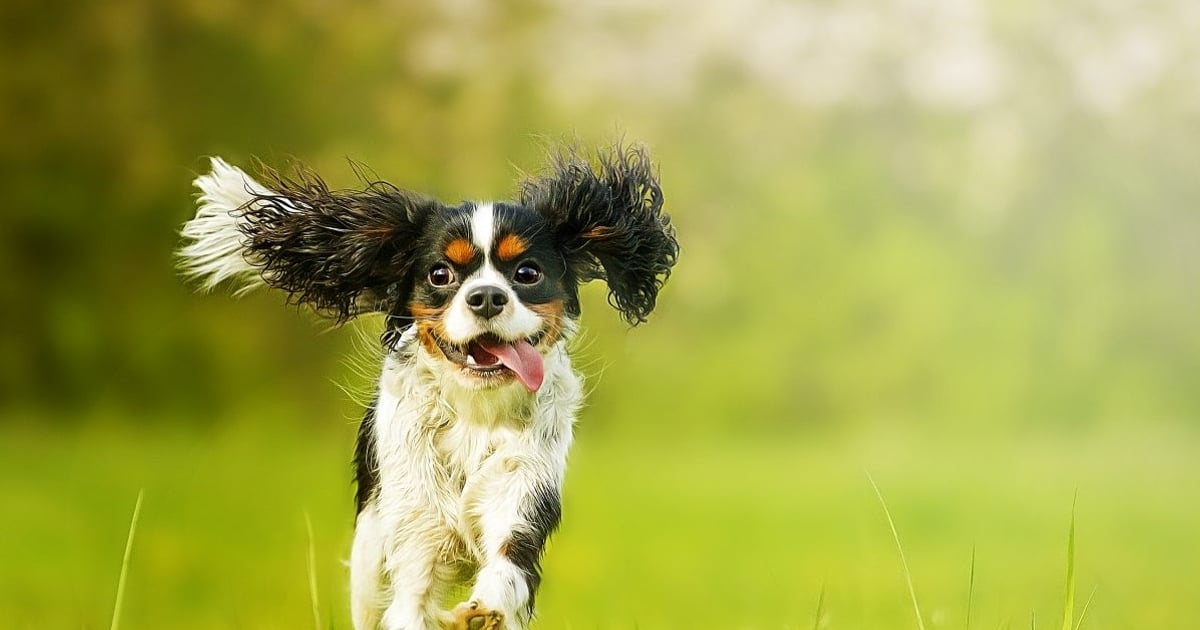 Delightfully Dense Dog Breeds You'll Still Love - Facty