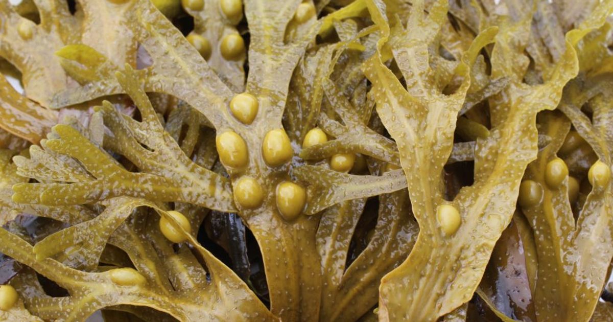 The Lowdown on Bladderwrack - Facty Health