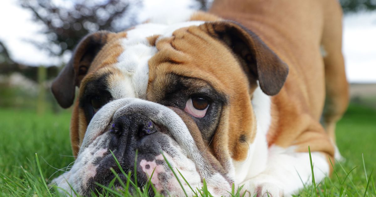 Essential Info Dogs and Skin Cancer - Facty